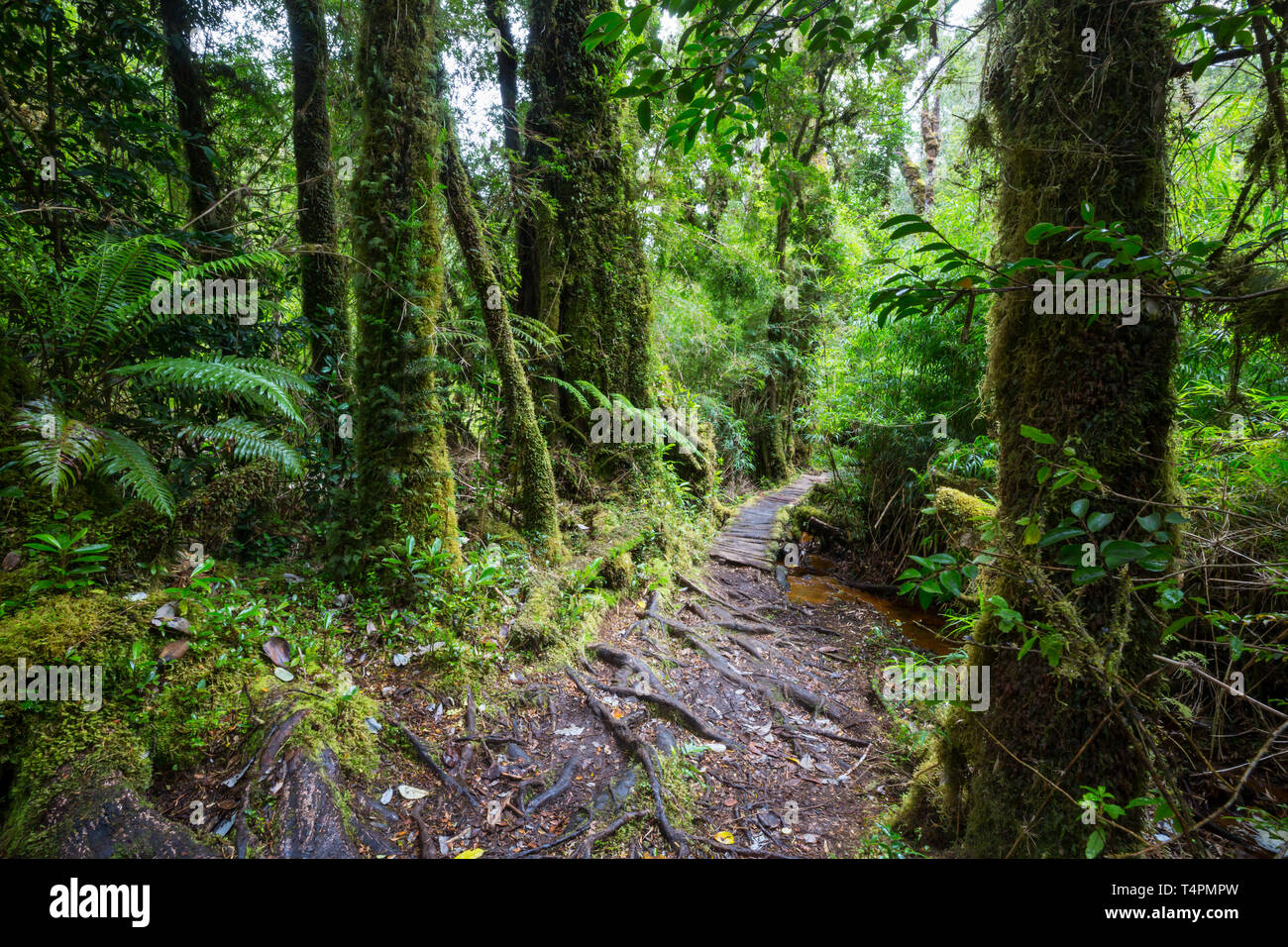 Rain forest with dense vegetation Stock Photo - Alamy