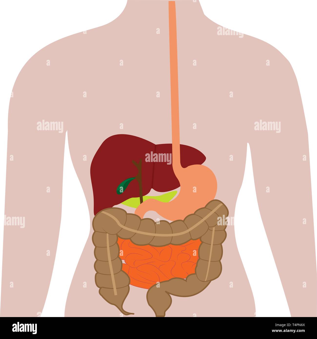 Digestive organs in a human body. Vector illustration of human body ...