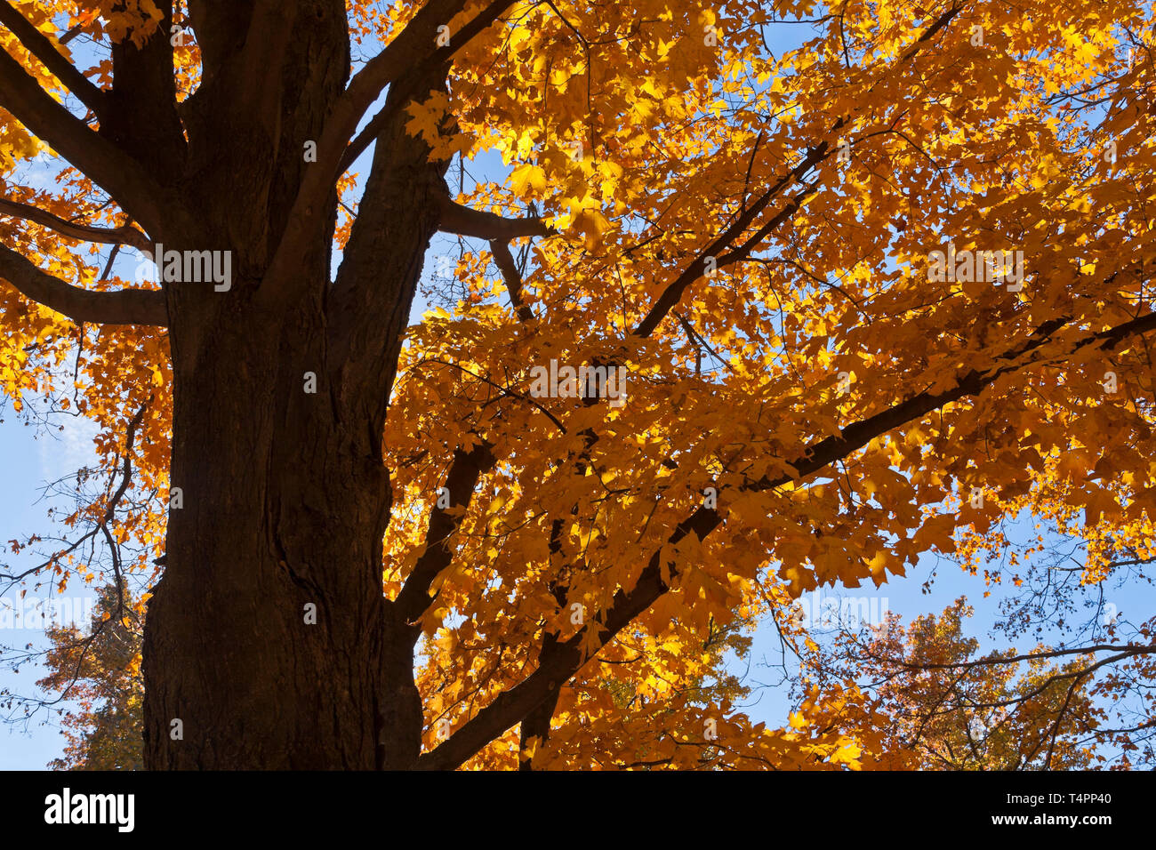 Glowing orange foliage of a maple tree in St. Louis during the 2013 ...