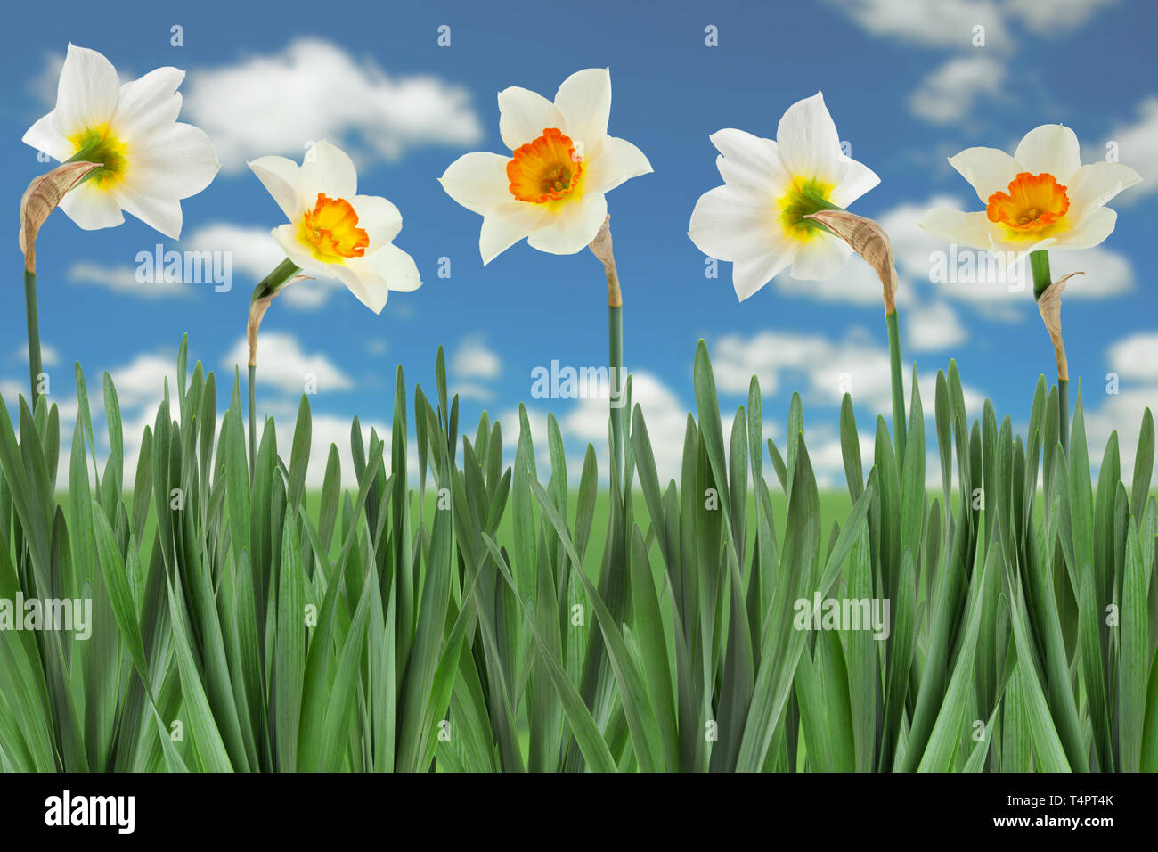 Narcissus spring flower closeup isolated on white background Stock ...