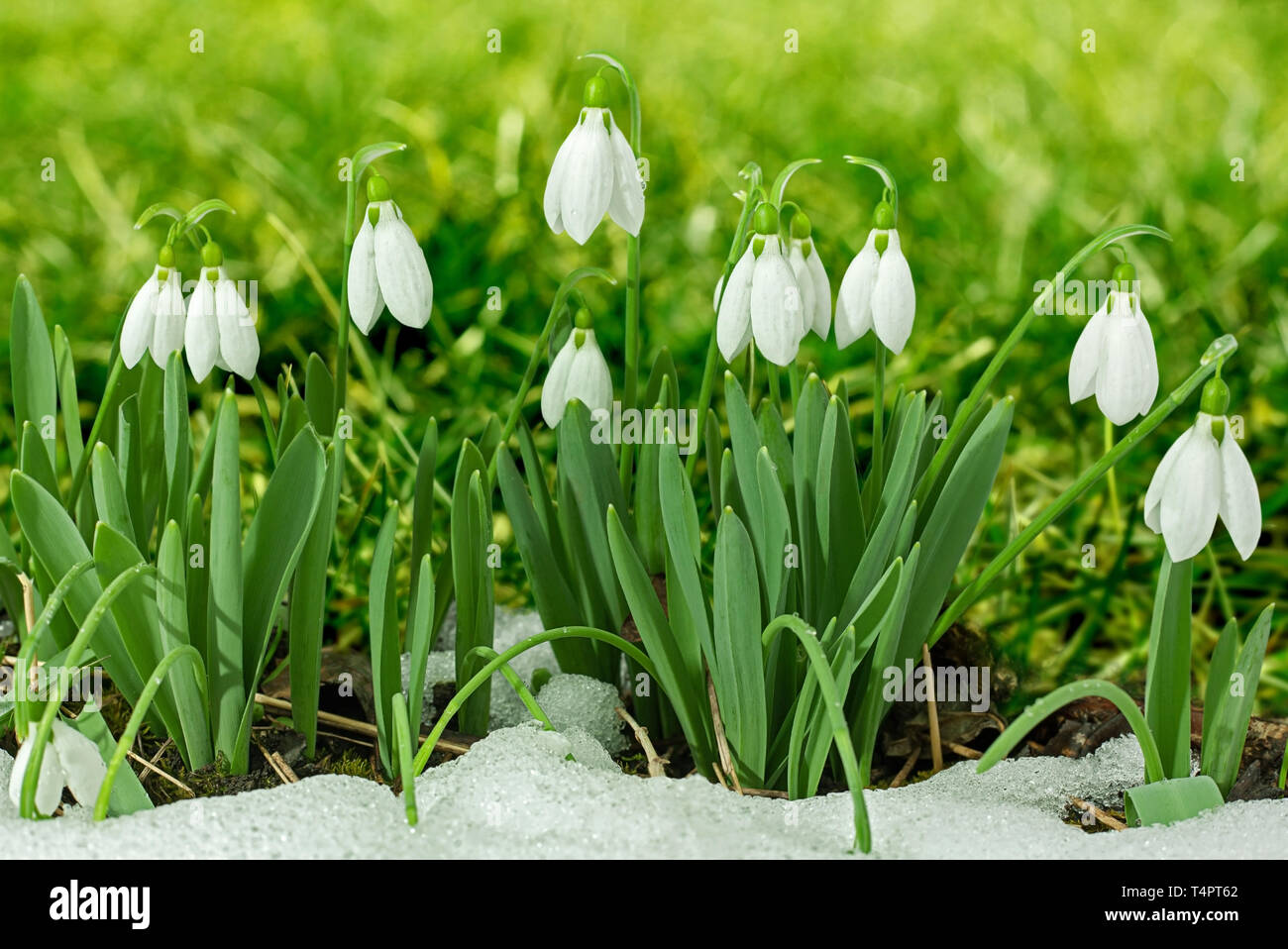 Snowdrops spring flower closeup in snow detail Stock Photo - Alamy