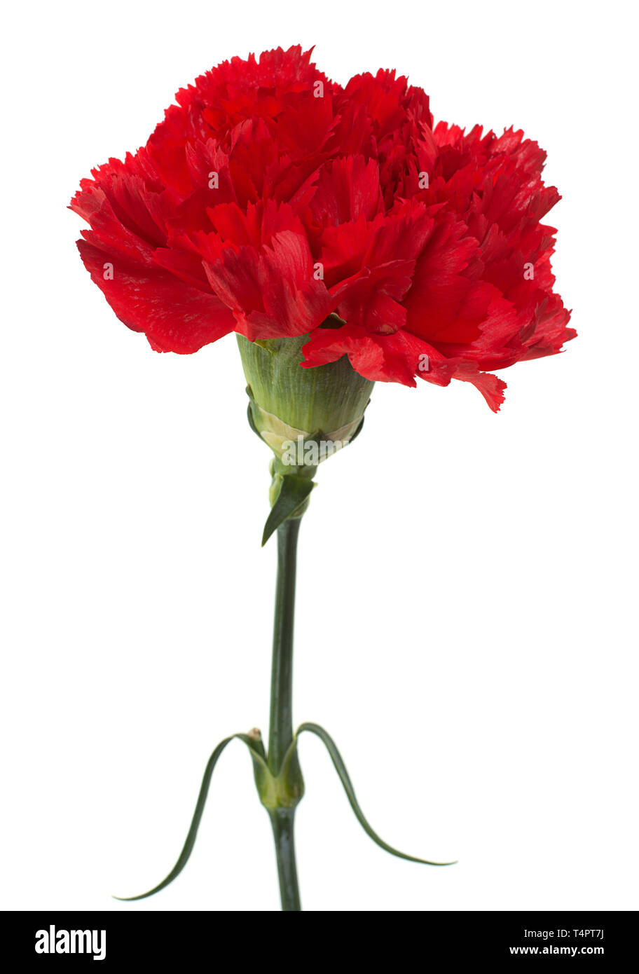 Red carnation flower head isolated on white background Stock Photo - Alamy
