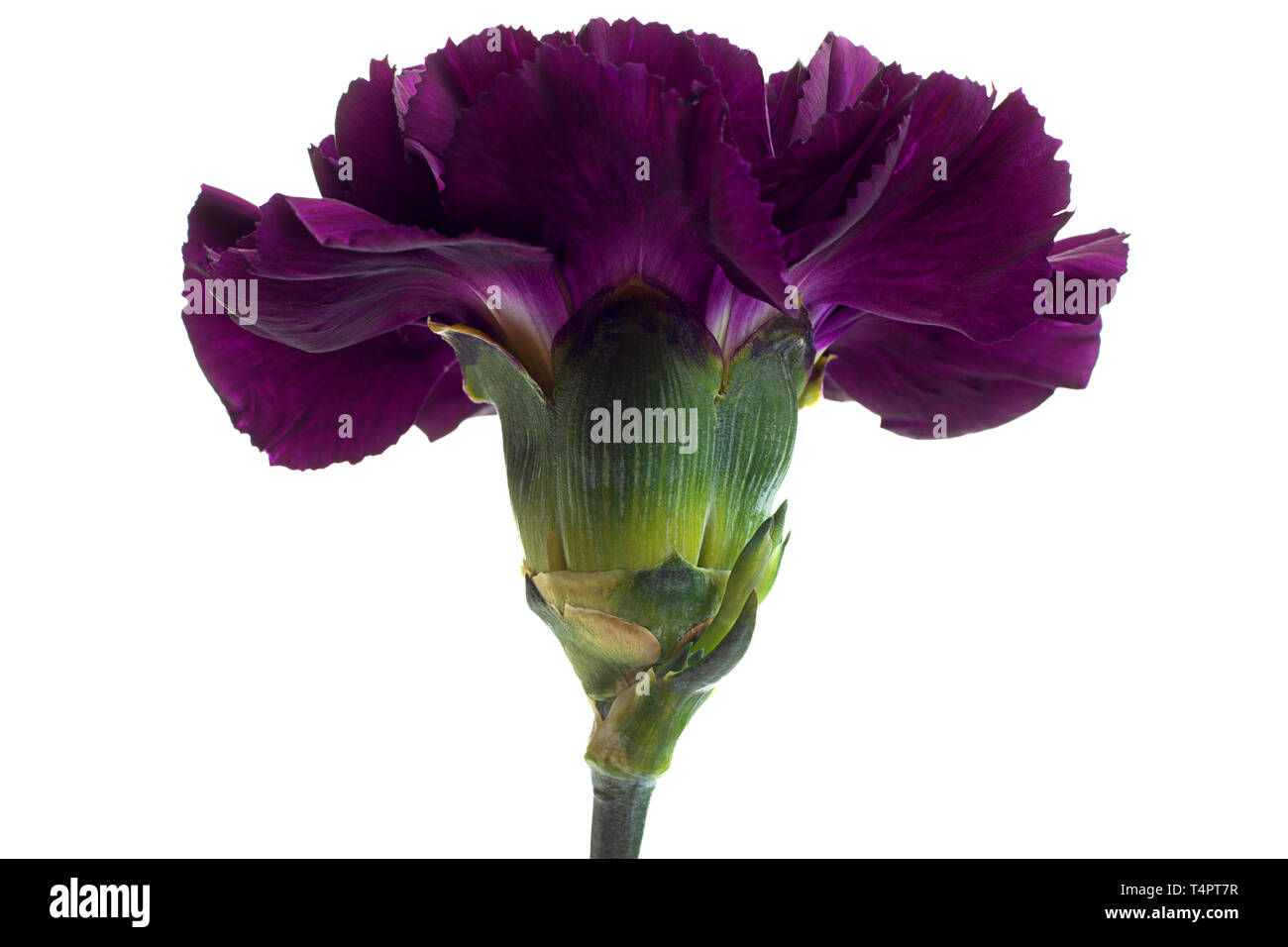 Purple carnation flower head isolated on white background Stock Photo ...