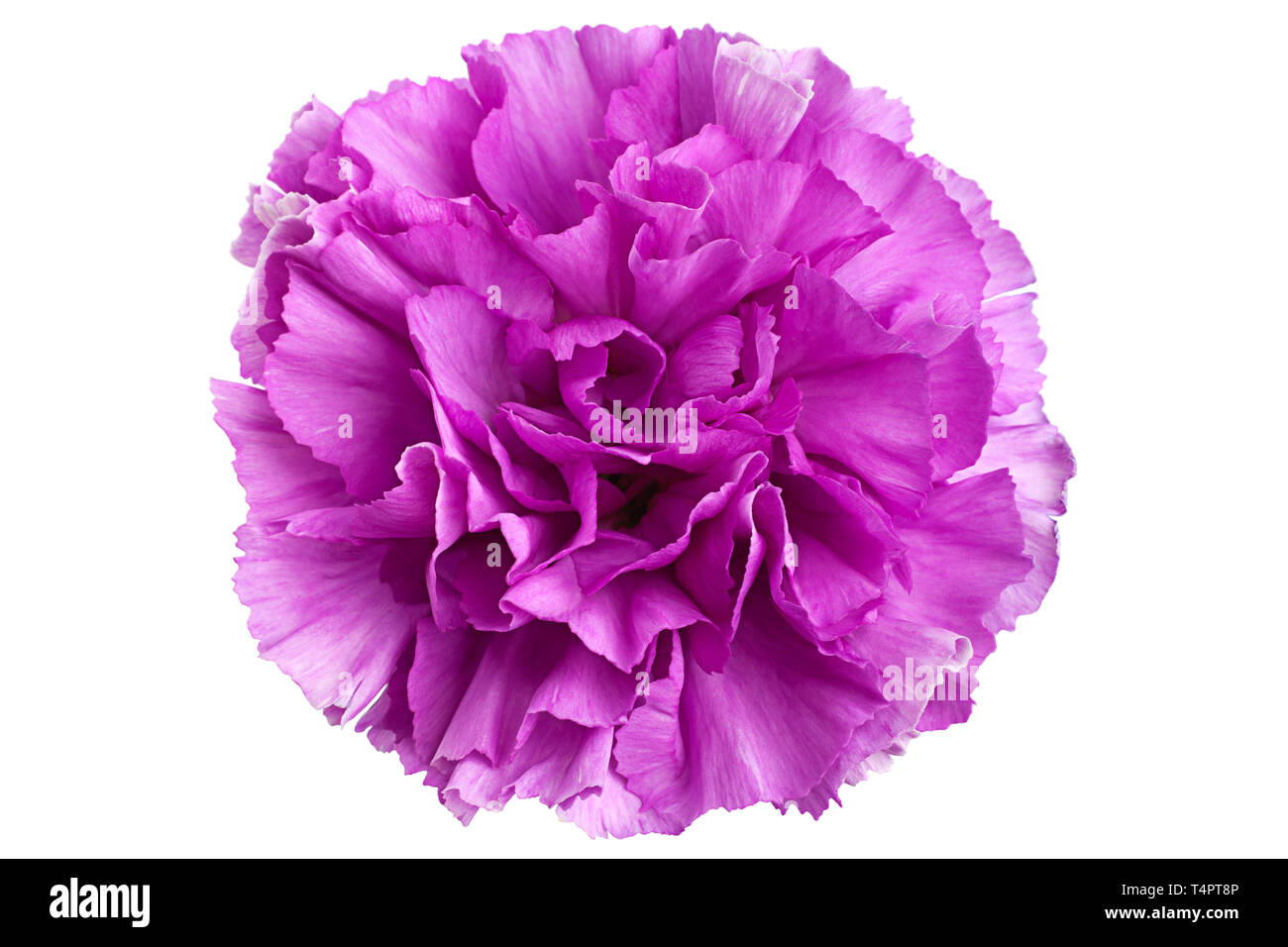 Pink carnation flower head isolated on white background Stock Photo - Alamy
