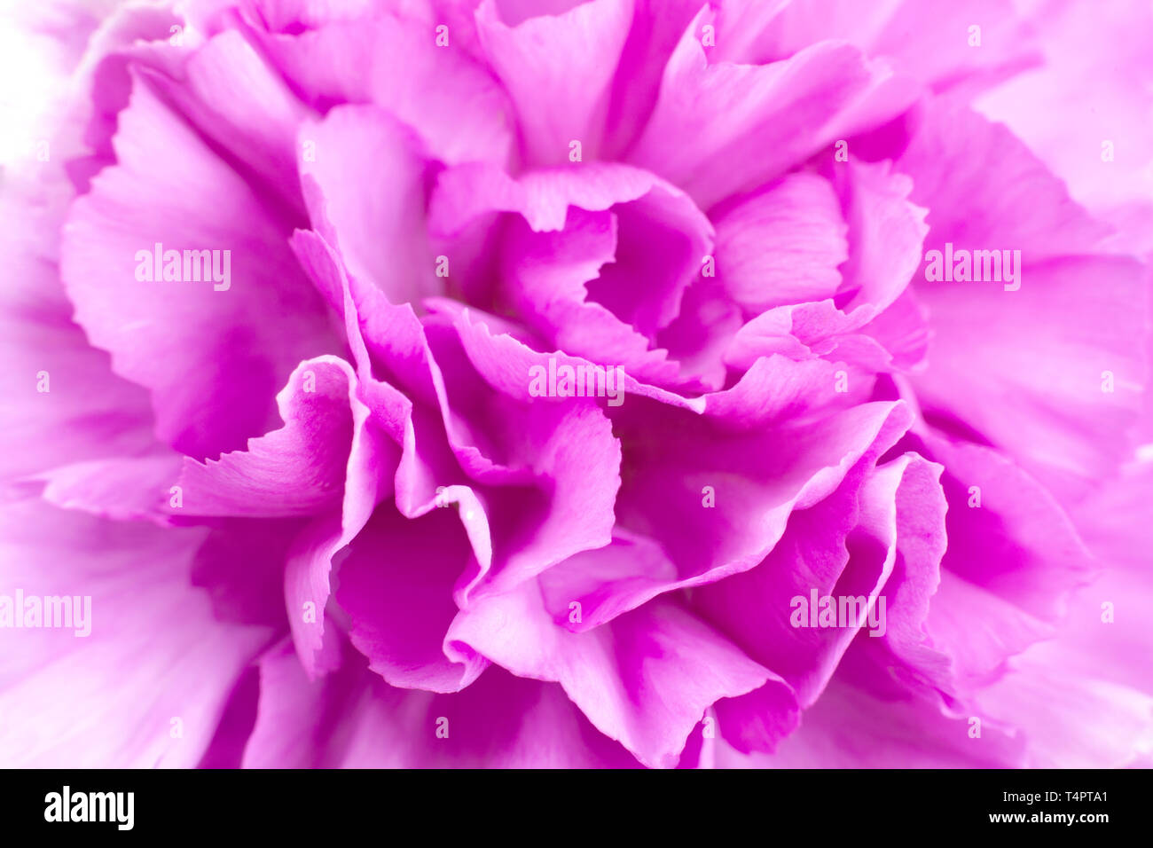 Pink carnation flower head closeup petal detail background Stock Photo ...