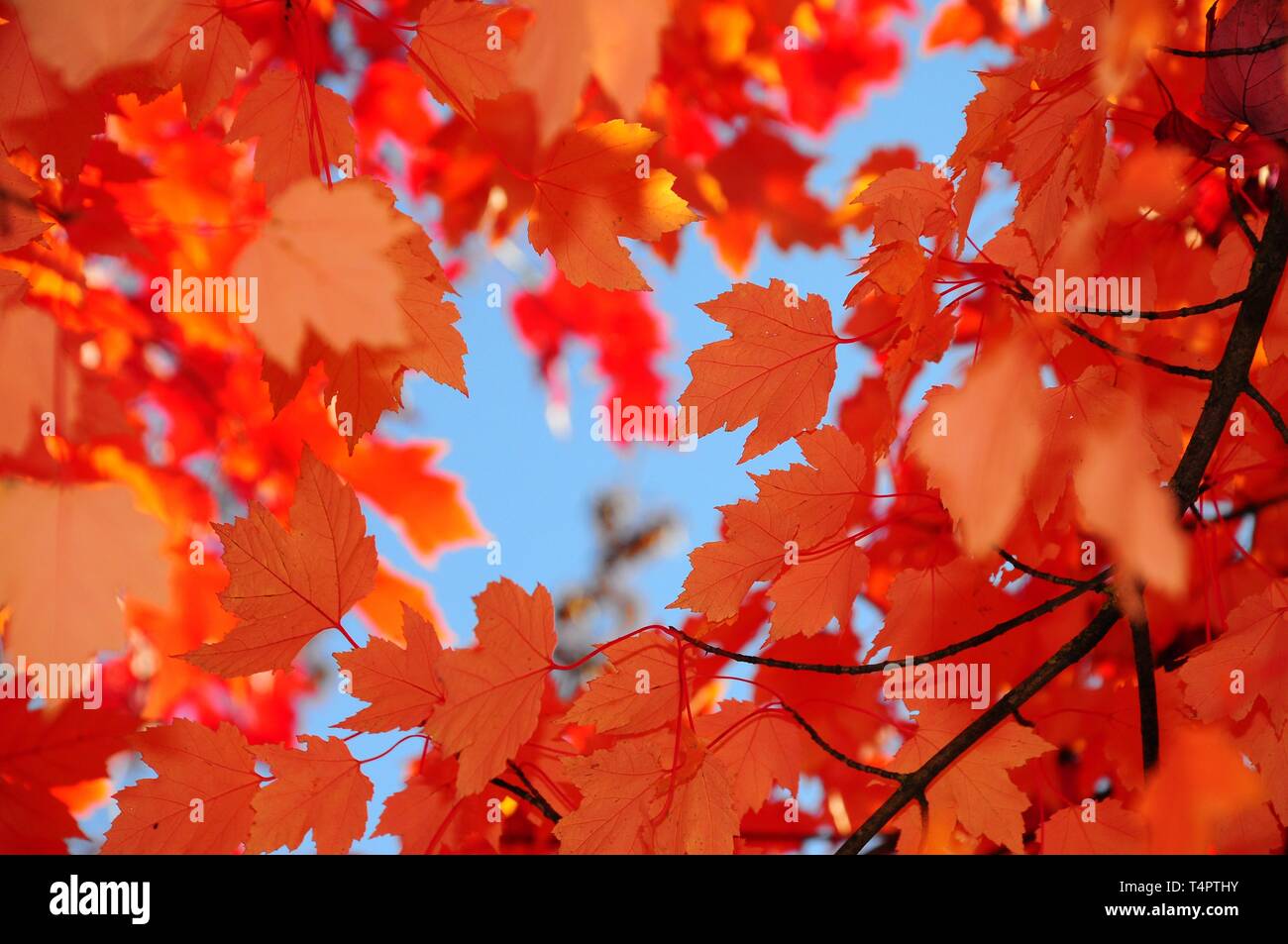 Autumn leaves of a maple tree (Acer Stock Photo - Alamy