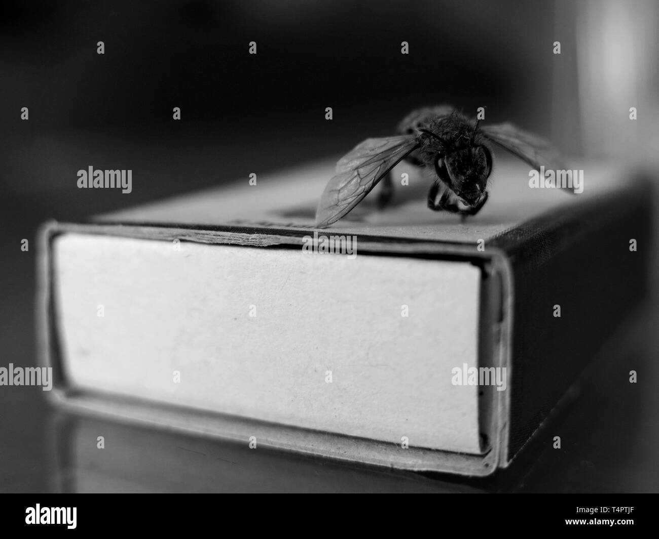 Natural insecticides Black and White Stock Photos & Images - Alamy