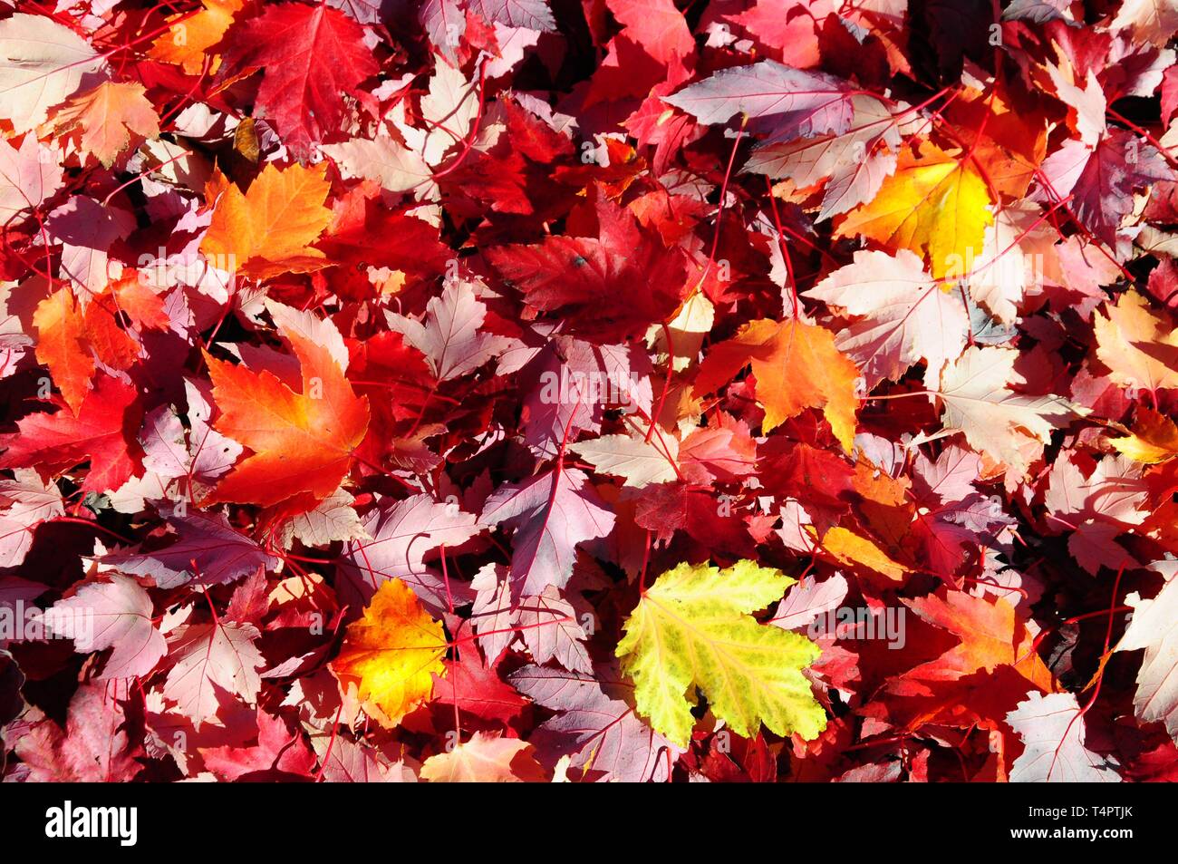 Autumn leaves of a maple tree Stock Photo - Alamy
