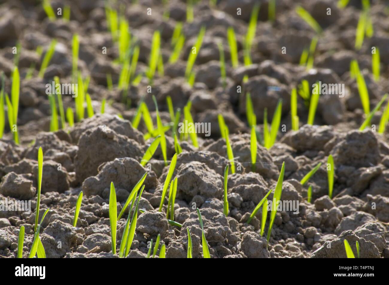 Corn sprouting hi-res stock photography and images - Alamy