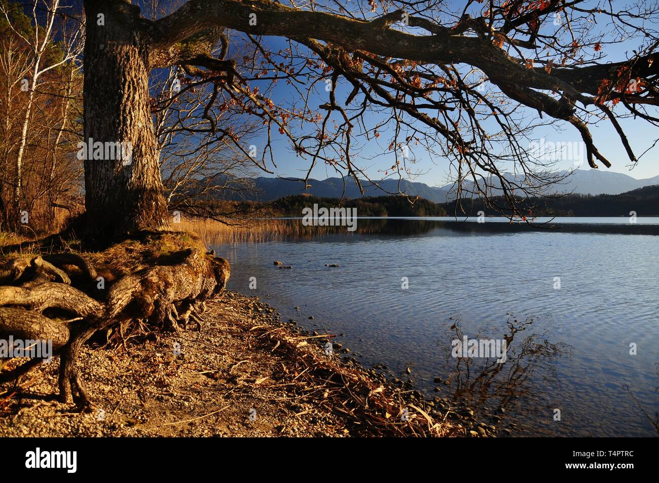 Autumn in uffing in the staffelsee hi-res stock photography and images ...