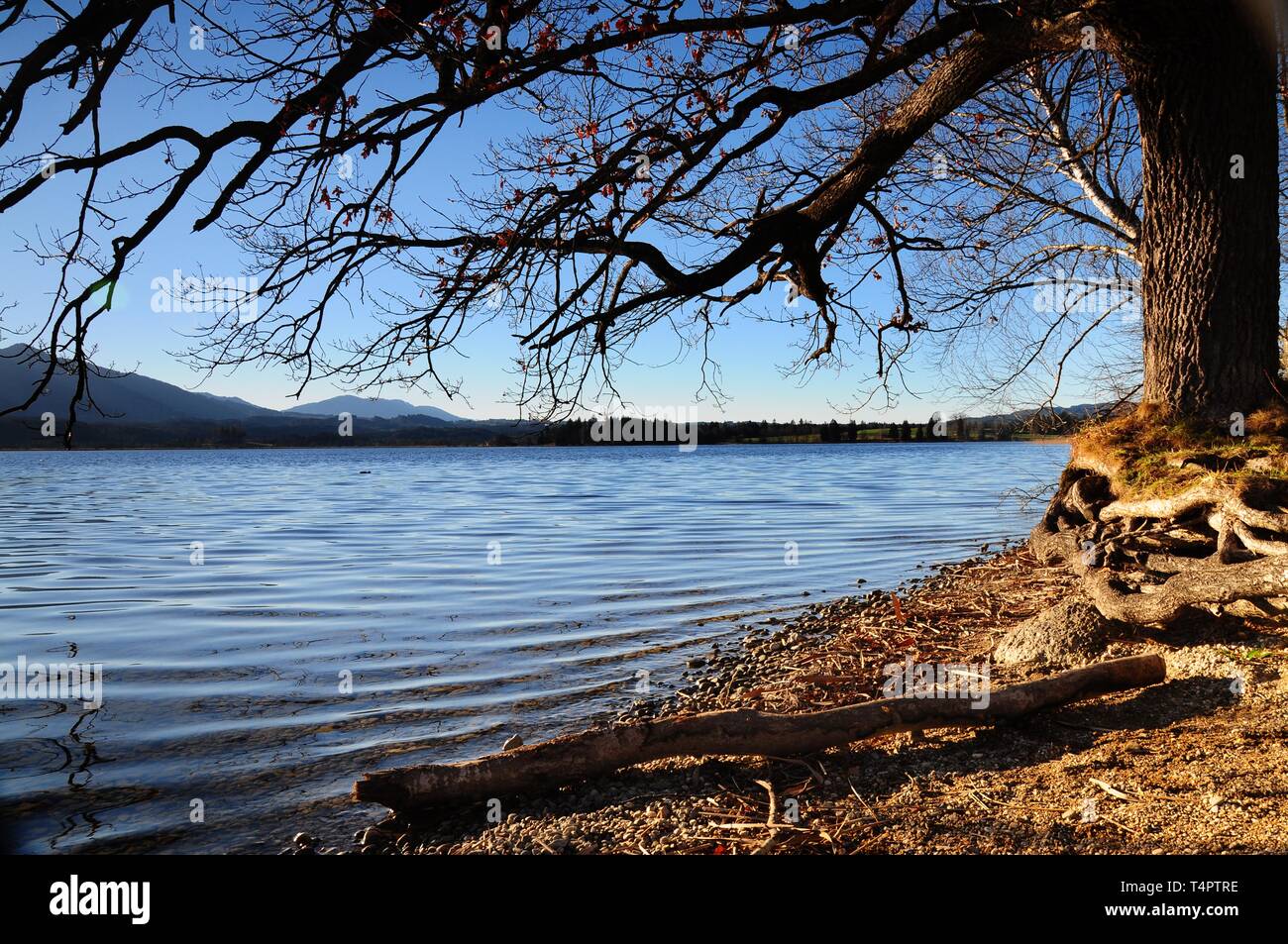 Autumn in uffing in the staffelsee hi-res stock photography and images ...