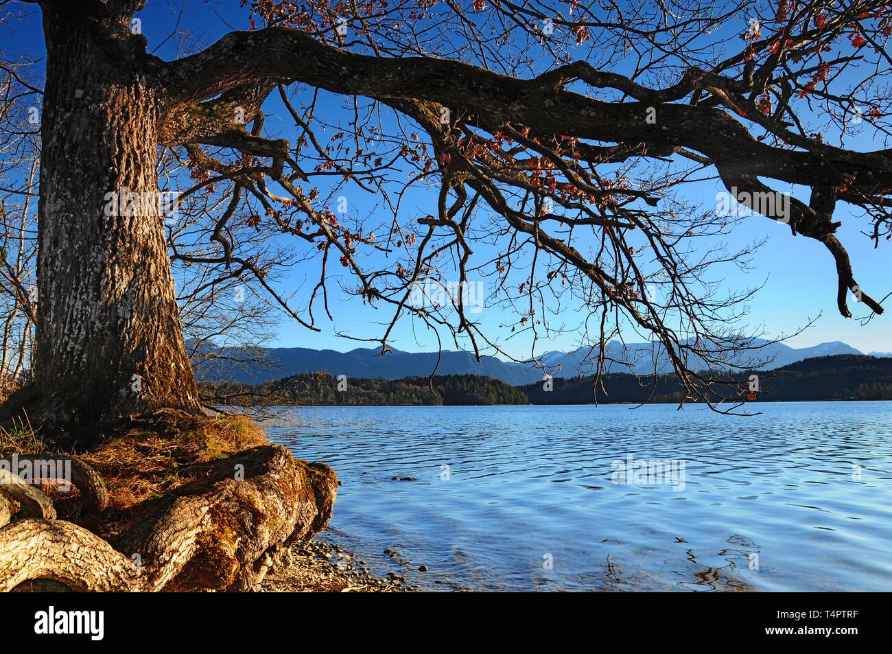 Autumn in uffing in the staffelsee hi-res stock photography and images ...