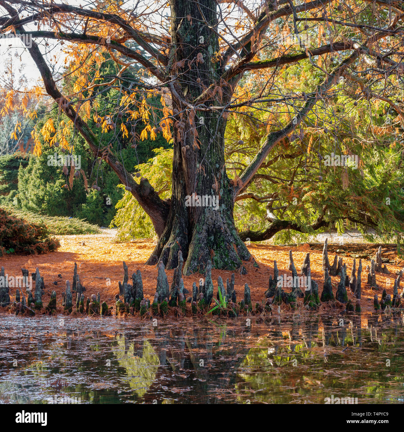 Bald cypress tree bark hi-res stock photography and images - Alamy