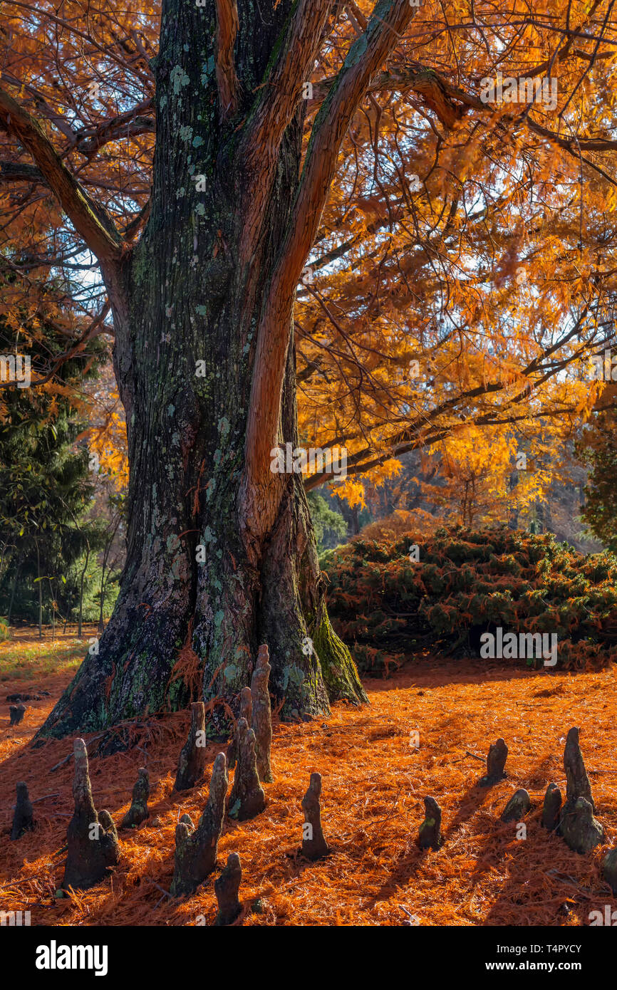 Bald cypress tree bark hi-res stock photography and images - Alamy