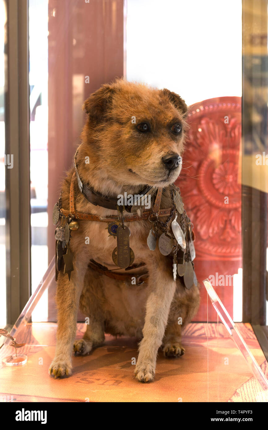 Postal dog wonder hi-res stock photography and images - Alamy