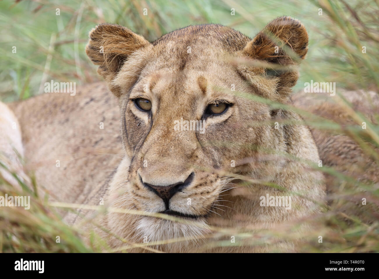 Afrikanischer Löwe / African Lion / Panthera Leo Stock Photo - Alamy