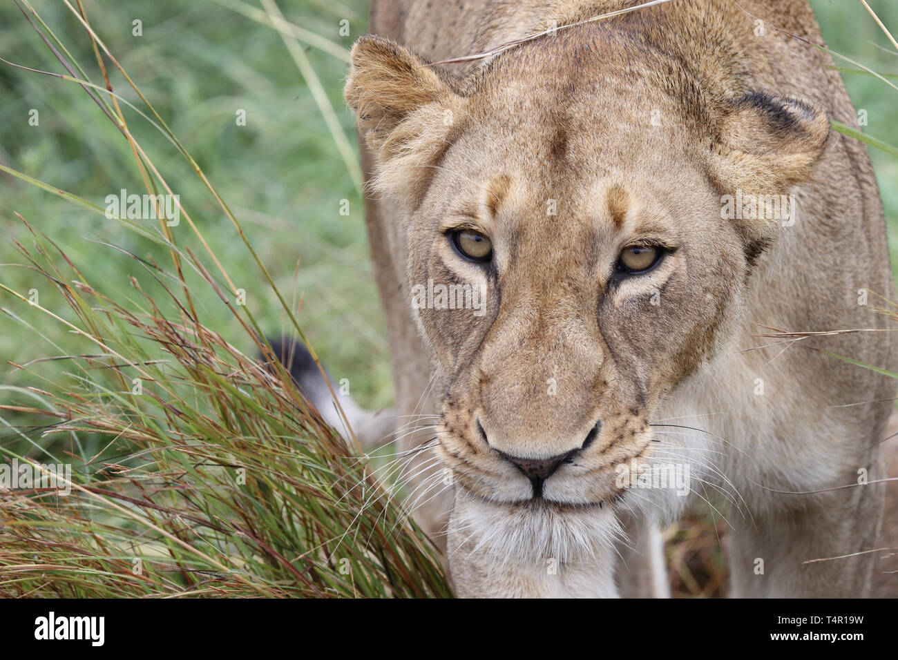 Afrikanischer Löwe / African Lion / Panthera Leo Stock Photo - Alamy