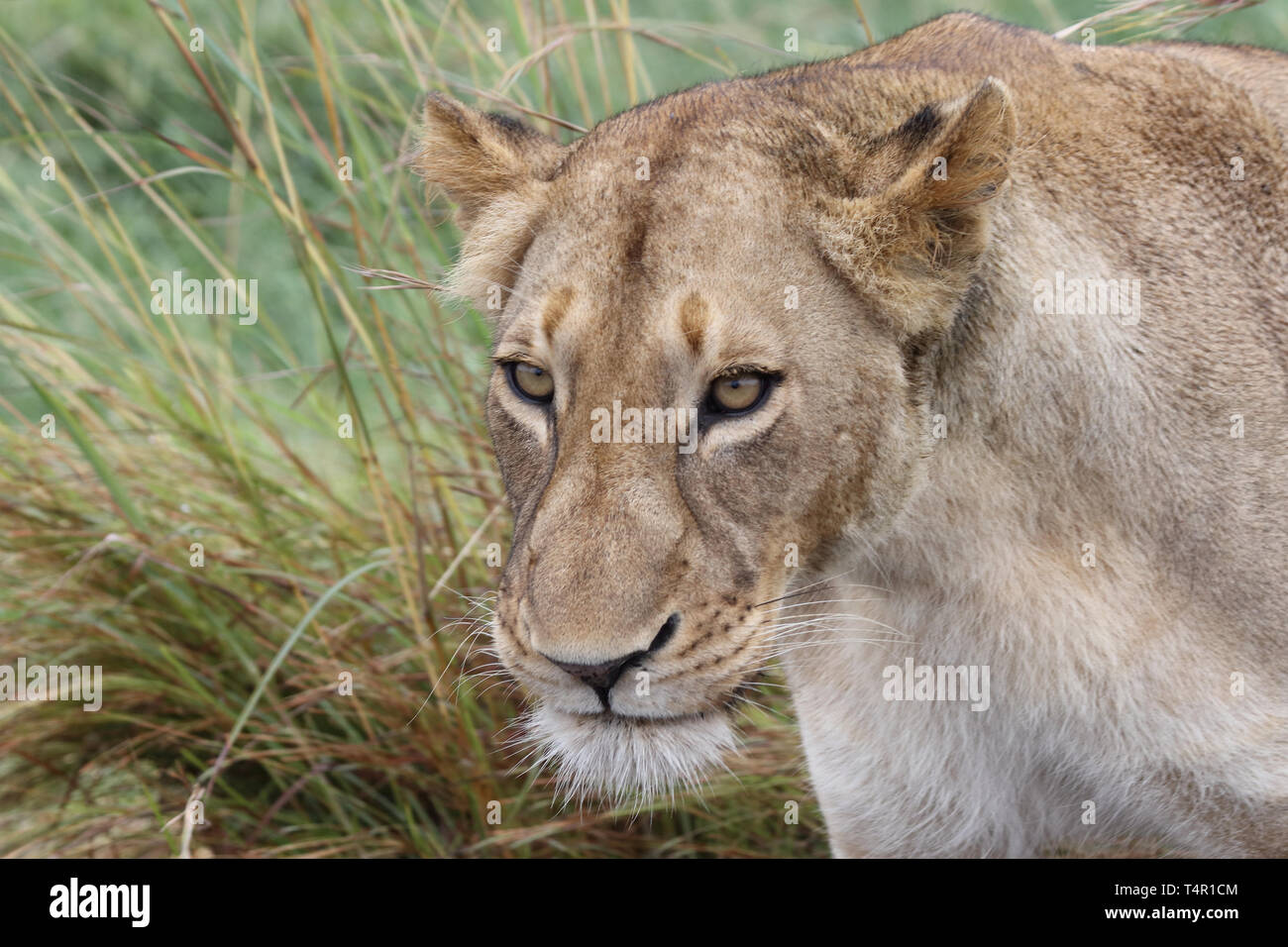 Afrikanischer Löwe / African Lion / Panthera Leo Stock Photo - Alamy