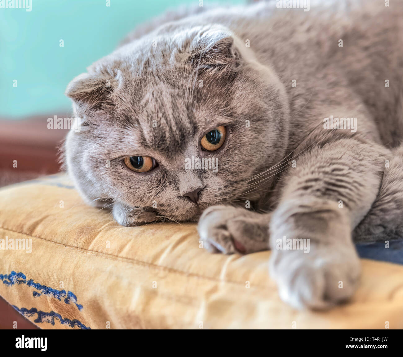 Scottish kitty hi-res stock photography and images - Alamy