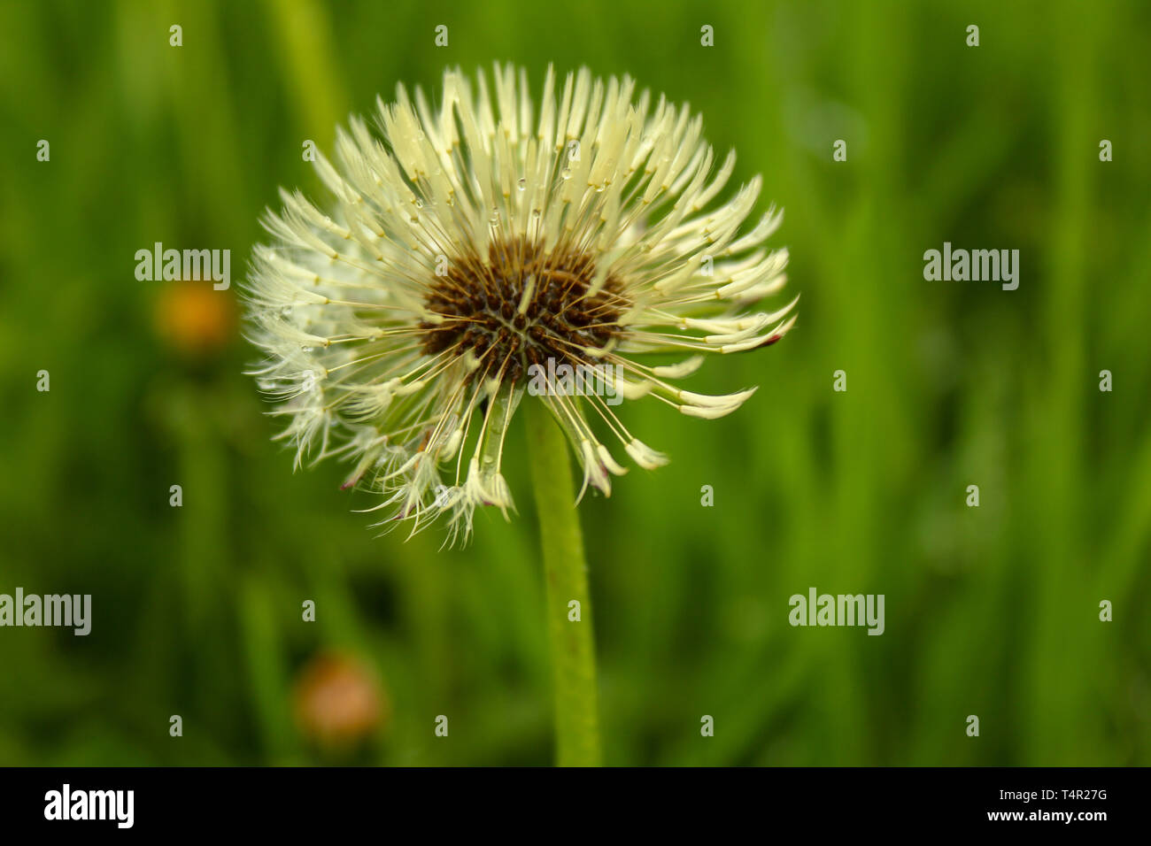 Dandelion image hi-res stock photography and images - Alamy
