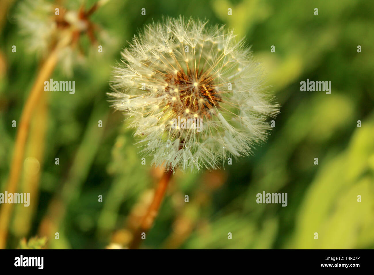 Dandelion image hi-res stock photography and images - Alamy