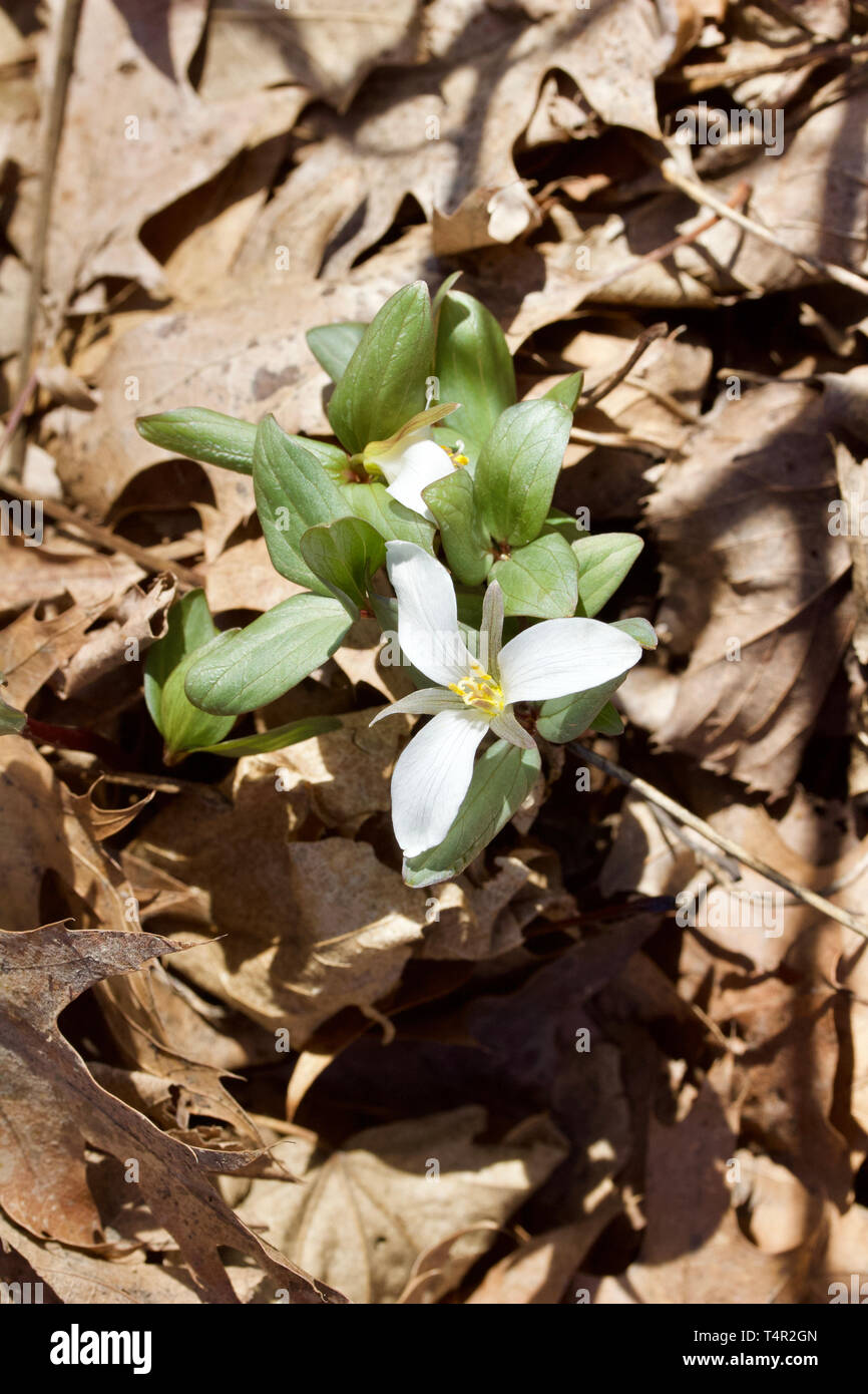 Close up view of white Snow Trillium wildflower in its native habitat ...