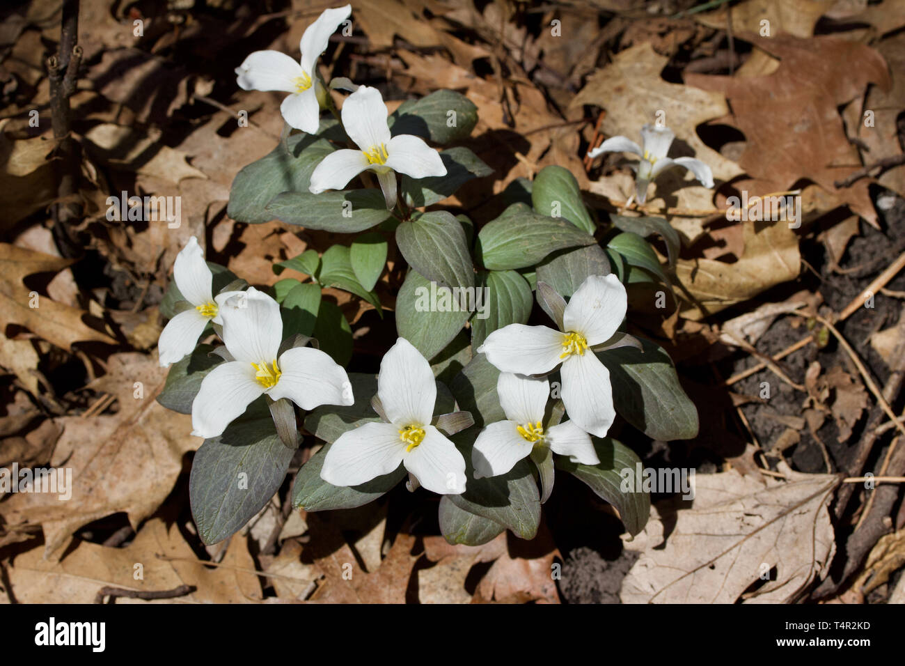 Close up view of white Snow Trillium wildflowers in their native ...