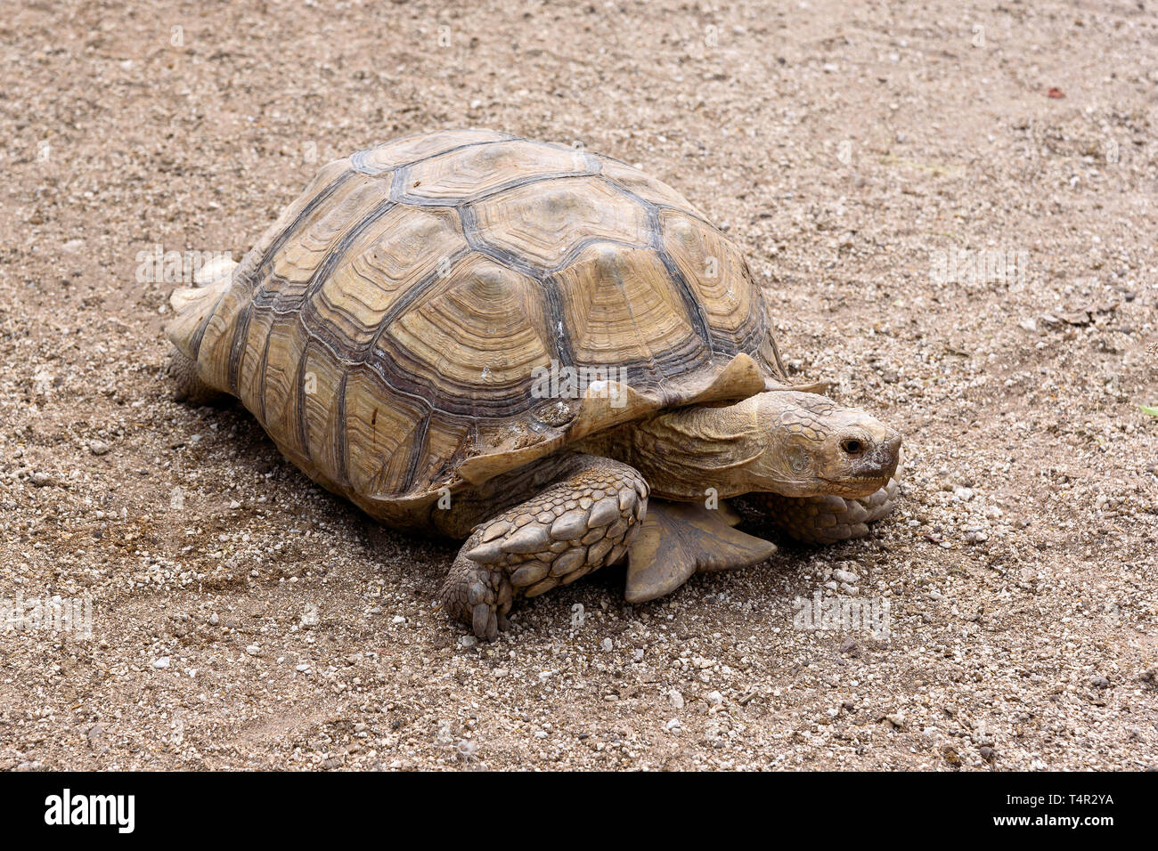 African spurred tortoise (Centrochelys sulcata), a native species of ...