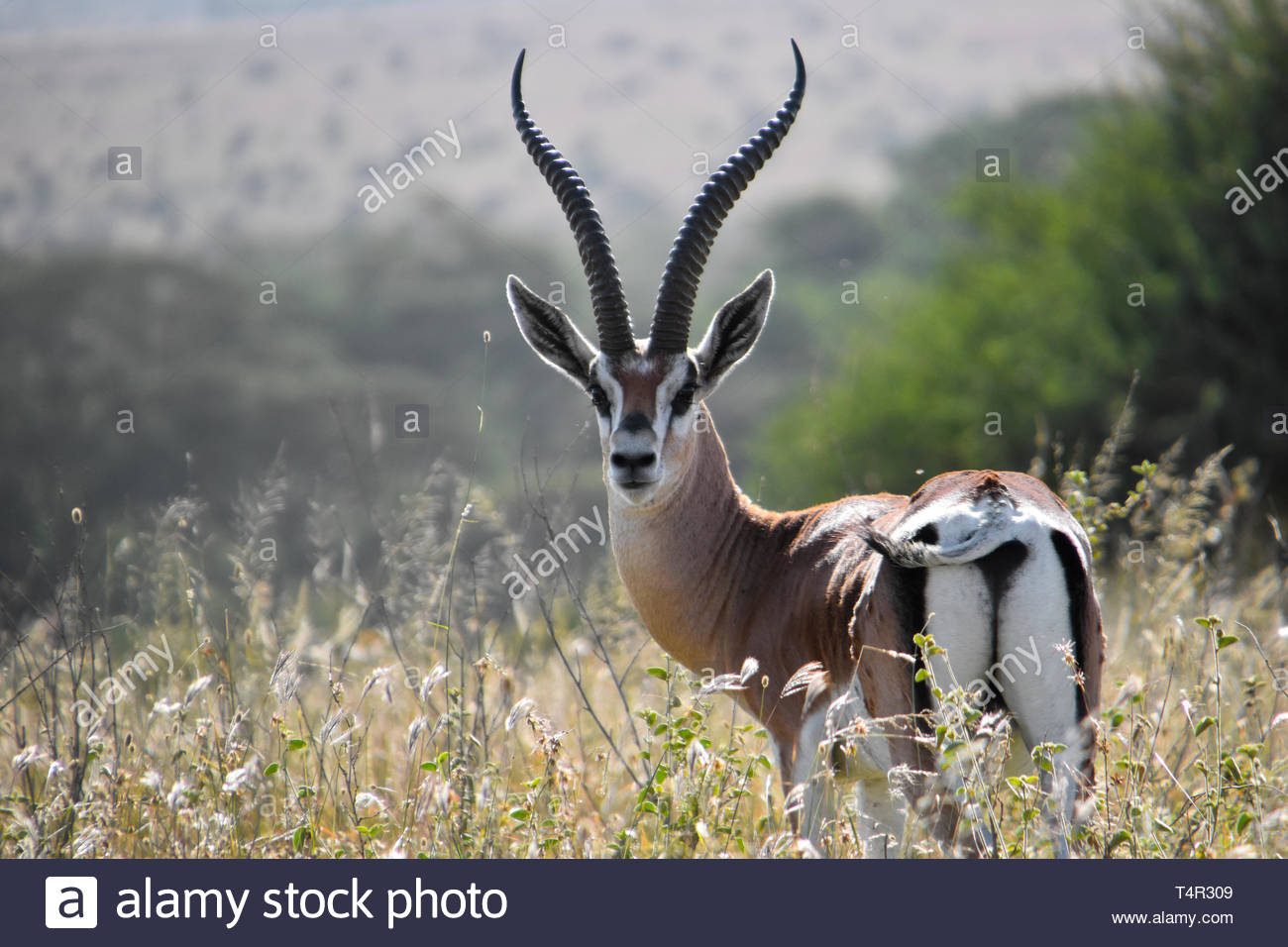 Horned Antelope Stock Photos & Horned Antelope Stock Images - Alamy