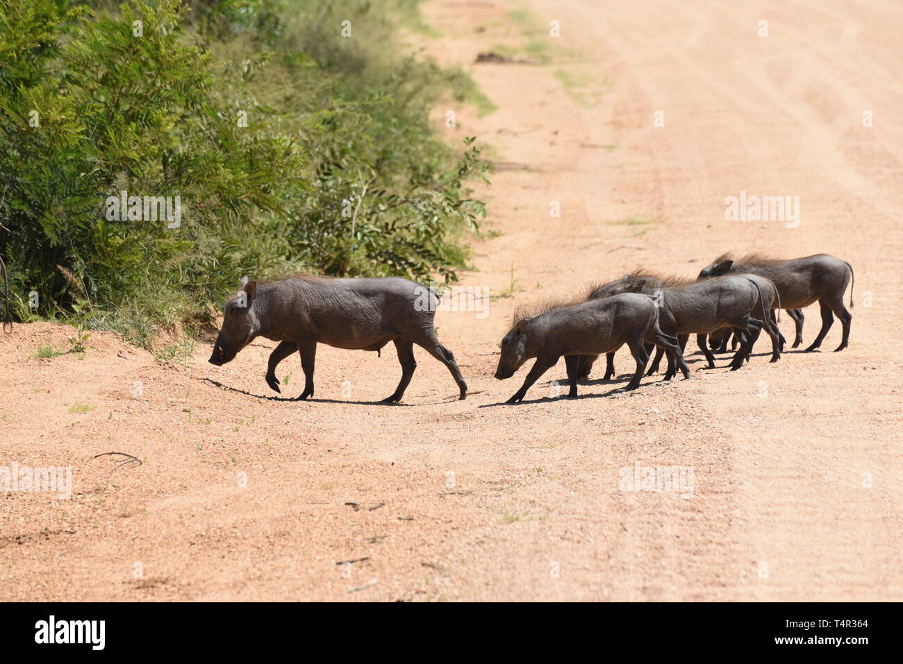 Pig family hi-res stock photography and images - Alamy