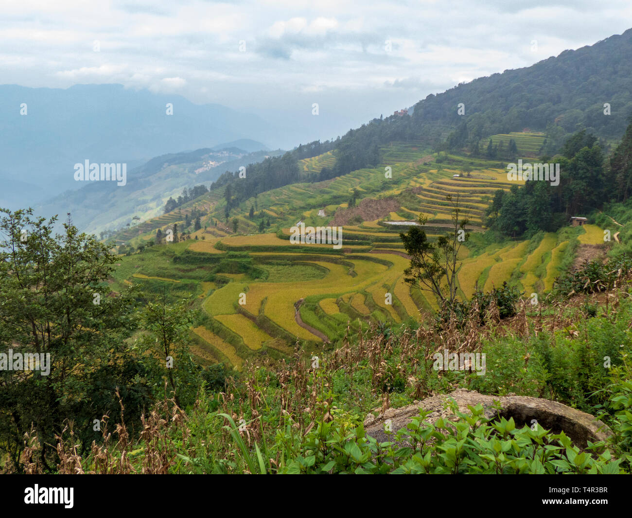 Rice Terraces, Yuanyang, Yunnan Province, China Stock Photo - Alamy