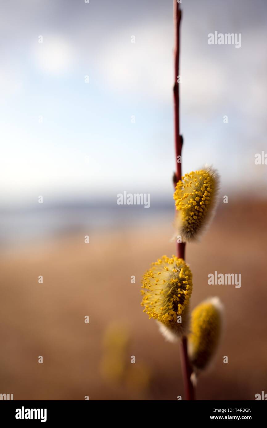 Catkins catkin pollen hi-res stock photography and images - Alamy