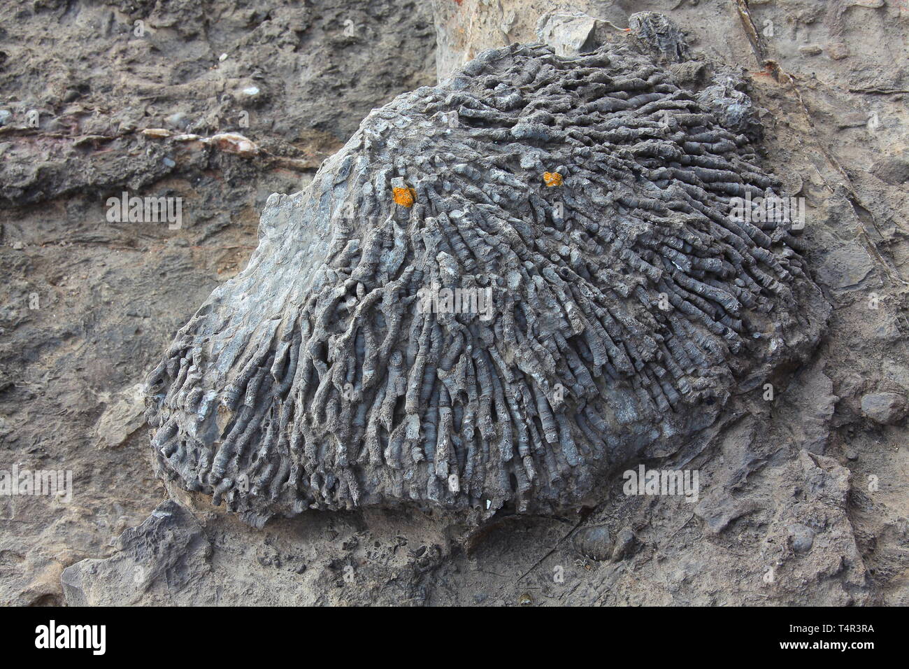 A beautiful plant like fossil cast in grey rock with multiple strands ...