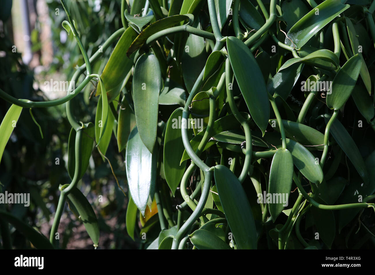 Vanilla plants in La reunion island, indian ocean, france Stock Photo ...