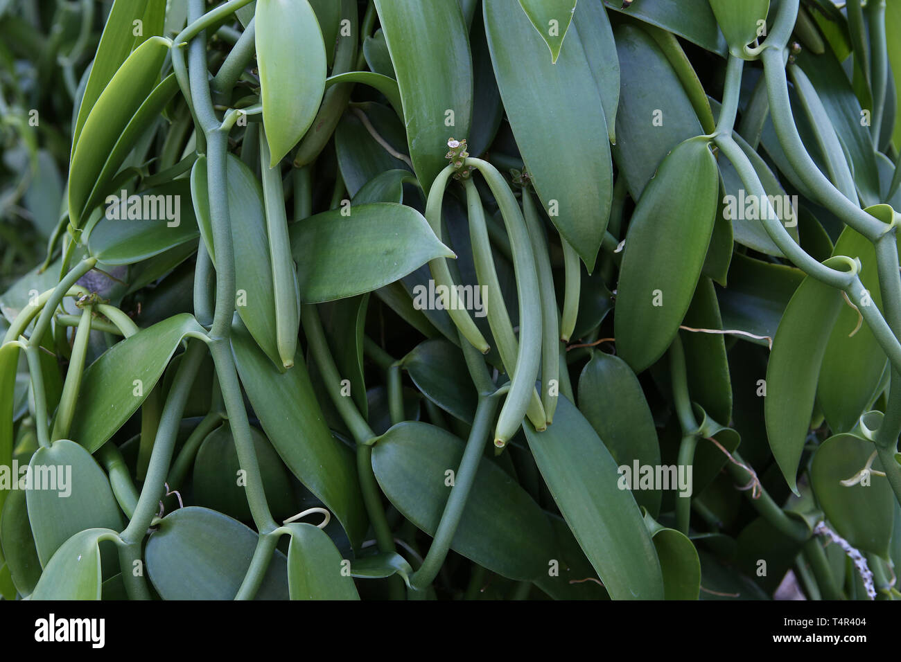 Vanilla plants in La reunion island, indian ocean, france Stock Photo ...