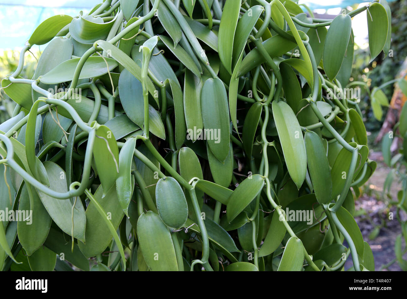 Vanilla plants in La reunion island, indian ocean, france Stock Photo ...