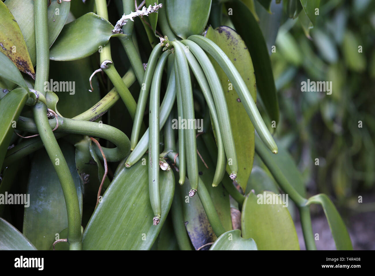 Vanilla plants in La reunion island, indian ocean, france Stock Photo ...