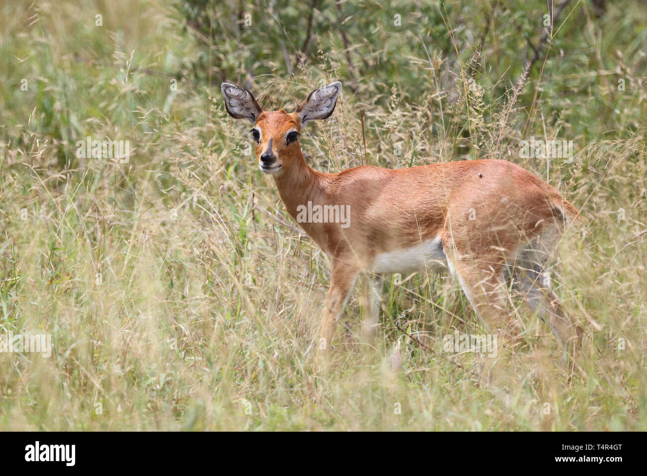 Afrikanische steenboks hi-res stock photography and images - Alamy