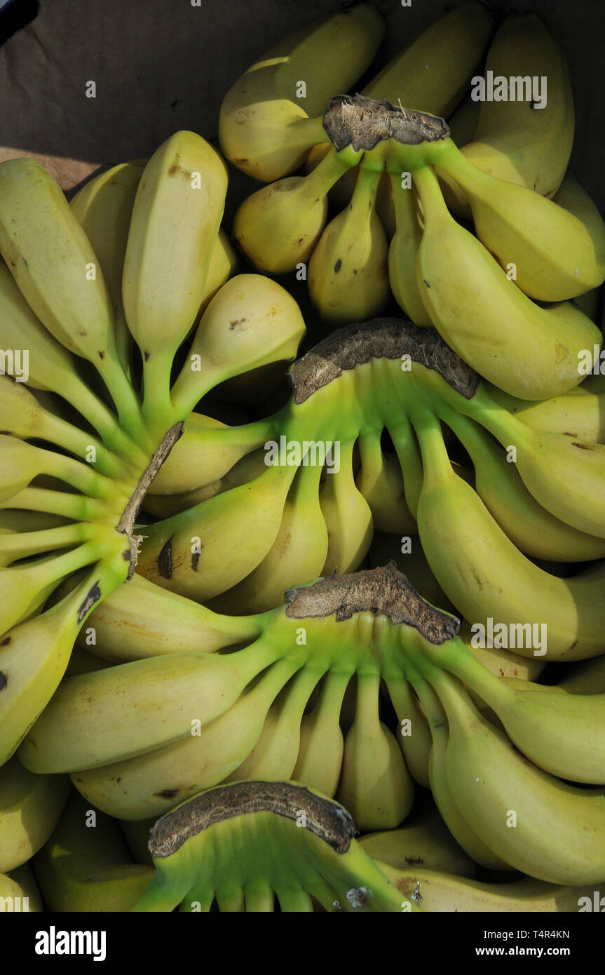 A pile of fresh ripe Bananas in the market Stock Photo - Alamy