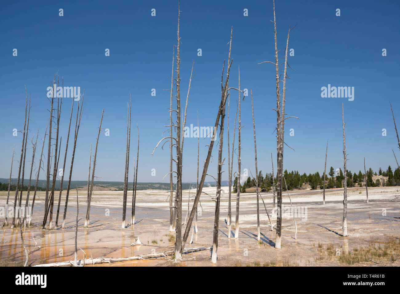 Fountain Paint Pot trail between gayser, boiling mud pools and burnt ...