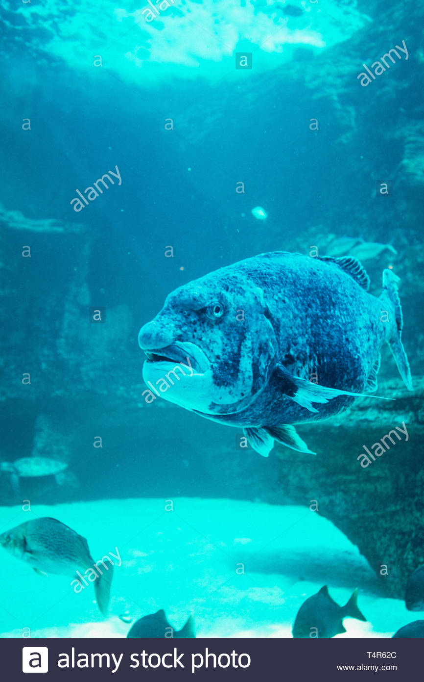 Bulbous Nose Stock Photos & Bulbous Nose Stock Images - Alamy