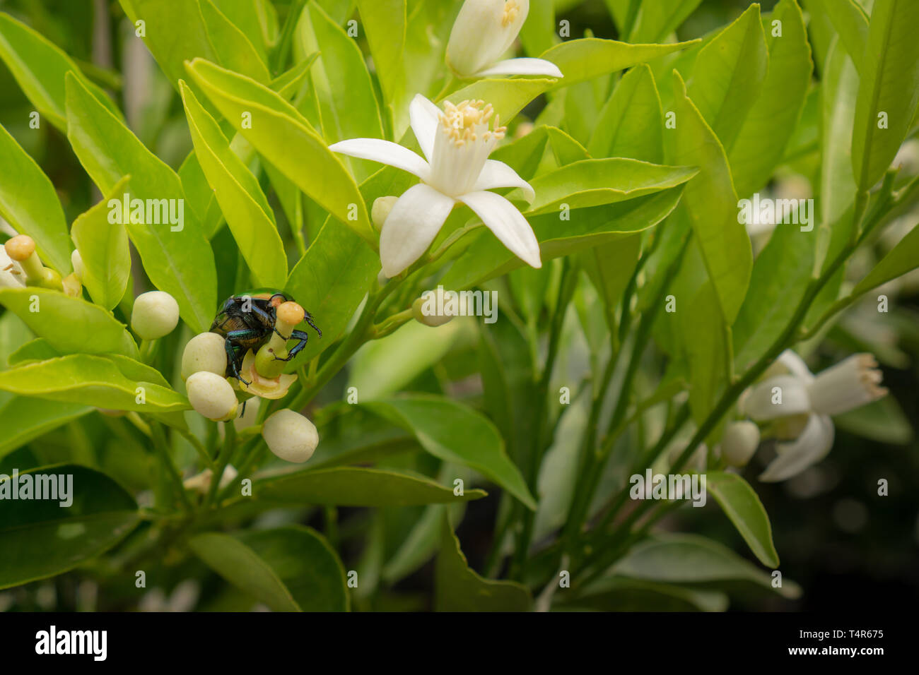 Citrus blossom hi-res stock photography and images - Alamy