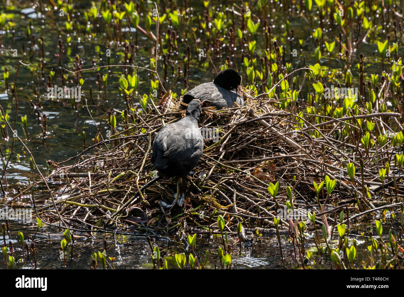 Eurasian coot eggs hi-res stock photography and images - Alamy