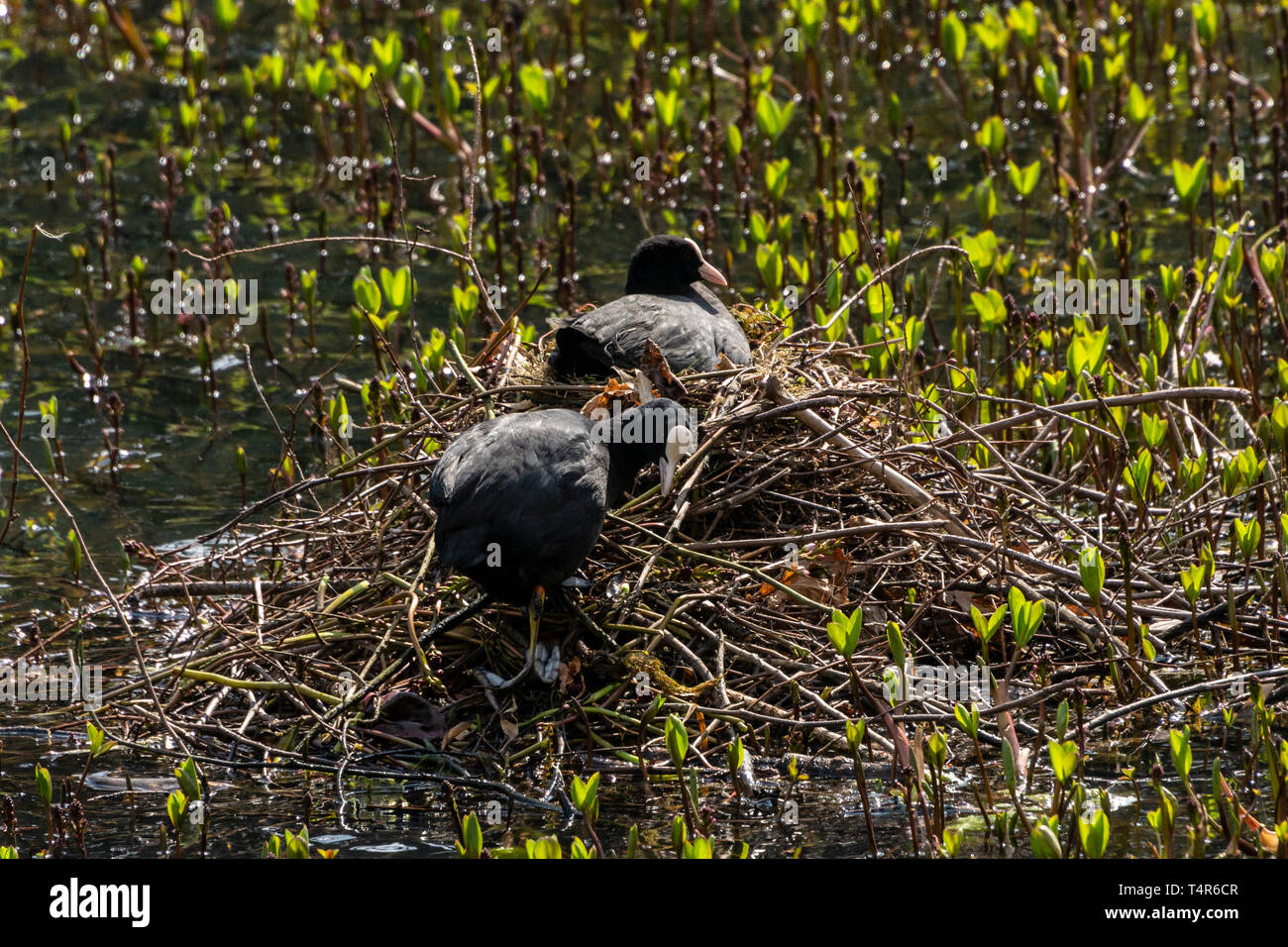 Common coot nest with eggs uk hi-res stock photography and images - Alamy