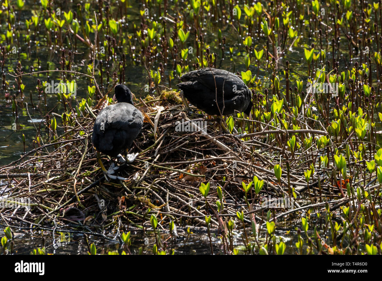 Common coot nest with eggs hi-res stock photography and images - Alamy