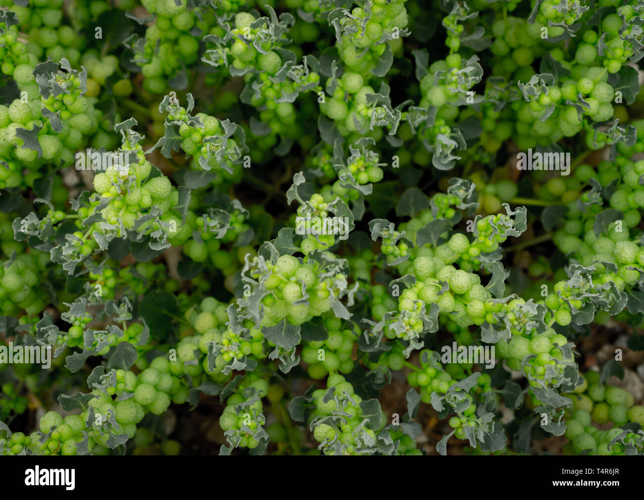 Berry bush hi-res stock photography and images - Alamy