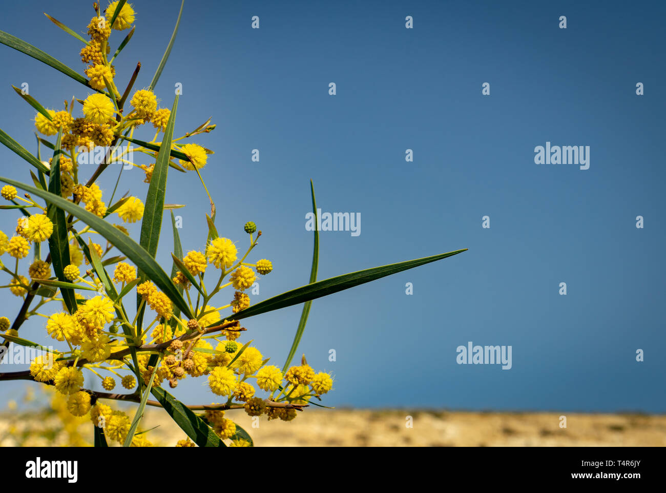 Acacia bloom hi-res stock photography and images - Alamy