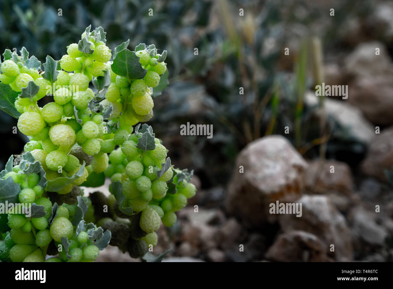 Green berry bush Stock Photo - Alamy