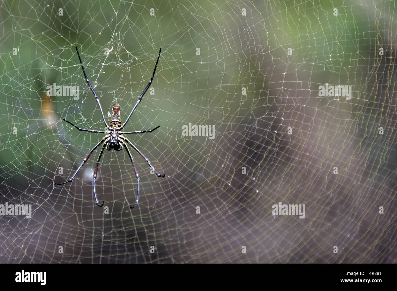 Spider mangrove hi-res stock photography and images - Alamy