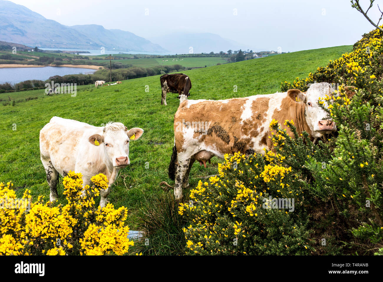 Spring flowers donegal hi-res stock photography and images - Alamy